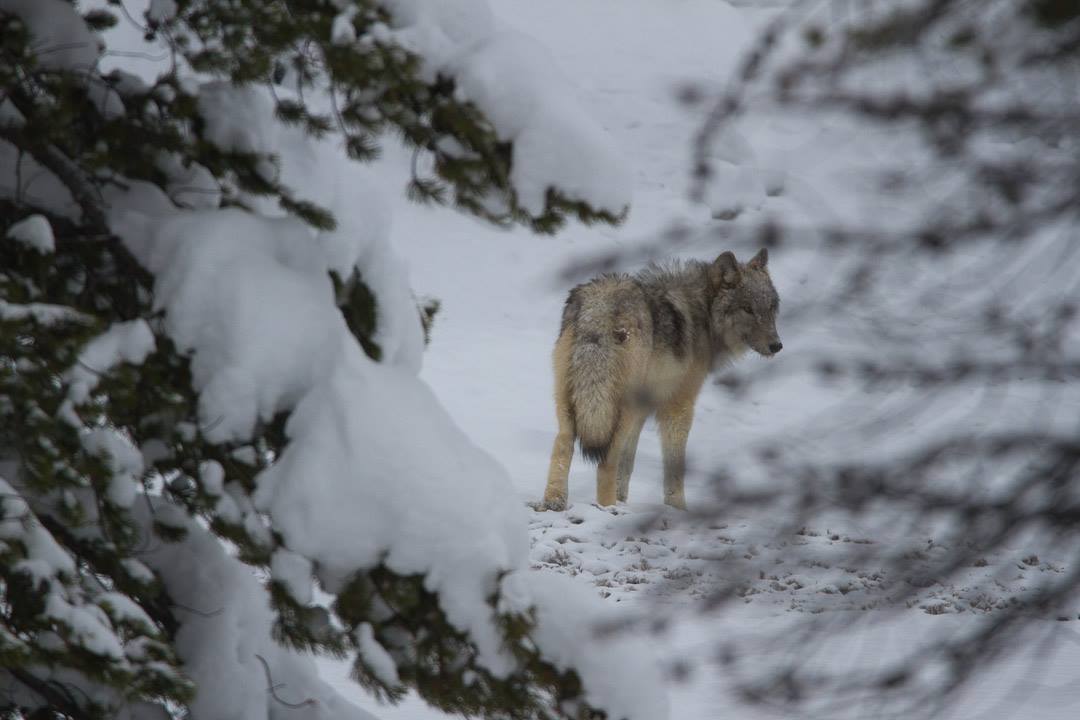 Game and Fish hopes to collar 25 more wolves this year - Buckrail ...