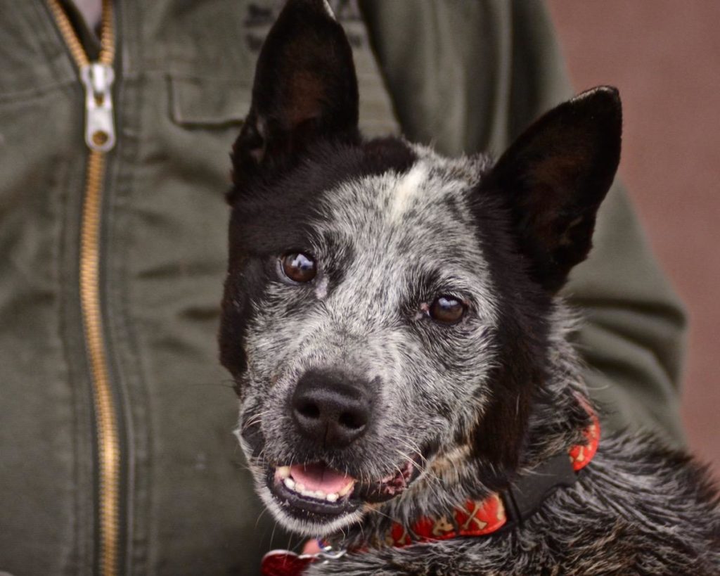 Pet of the Week: Meet Jack - Buckrail - Jackson Hole, news