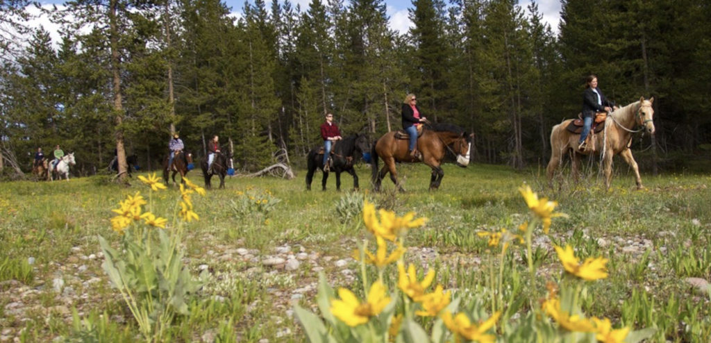 Multiple injuries after horses spooked by a bear - Buckrail, Jackson ...