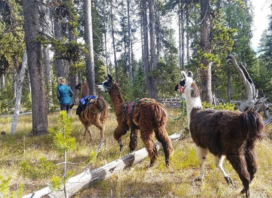 Lost llama located, rescued from a Yellowstone winter - Buckrail ...
