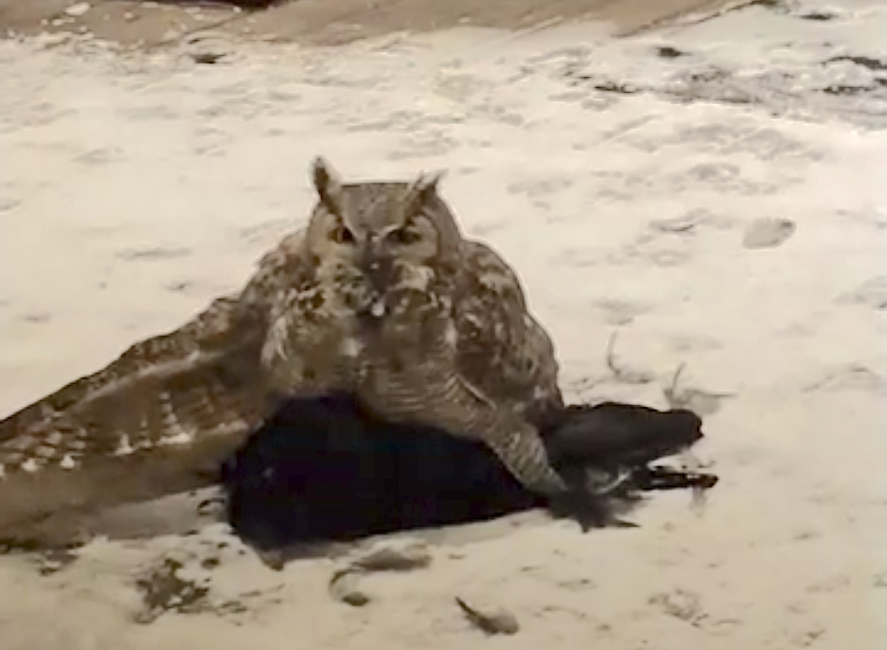 SNAPPED: Owl vs Raven...score one for the owl