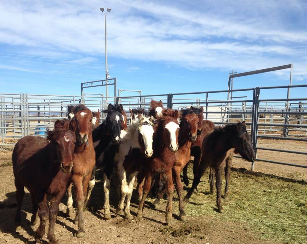 BLM will pay you to adopt a wild horse - Buckrail - Jackson Hole, news