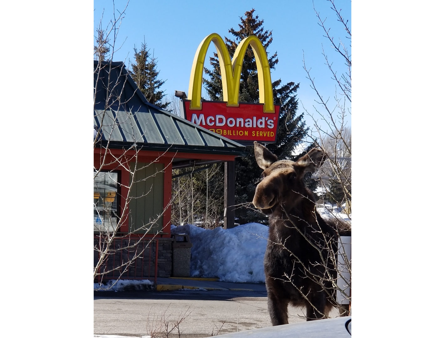 SNAPPED: McMoose moseys on by McDonald's