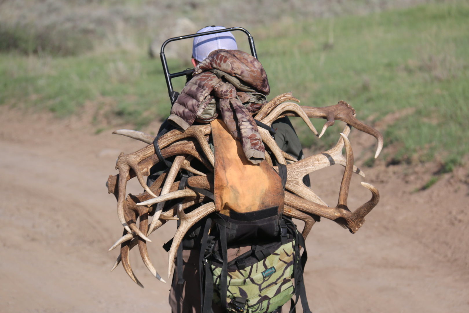 Know before you go: Morning of May 1 marks shed antler scramble
