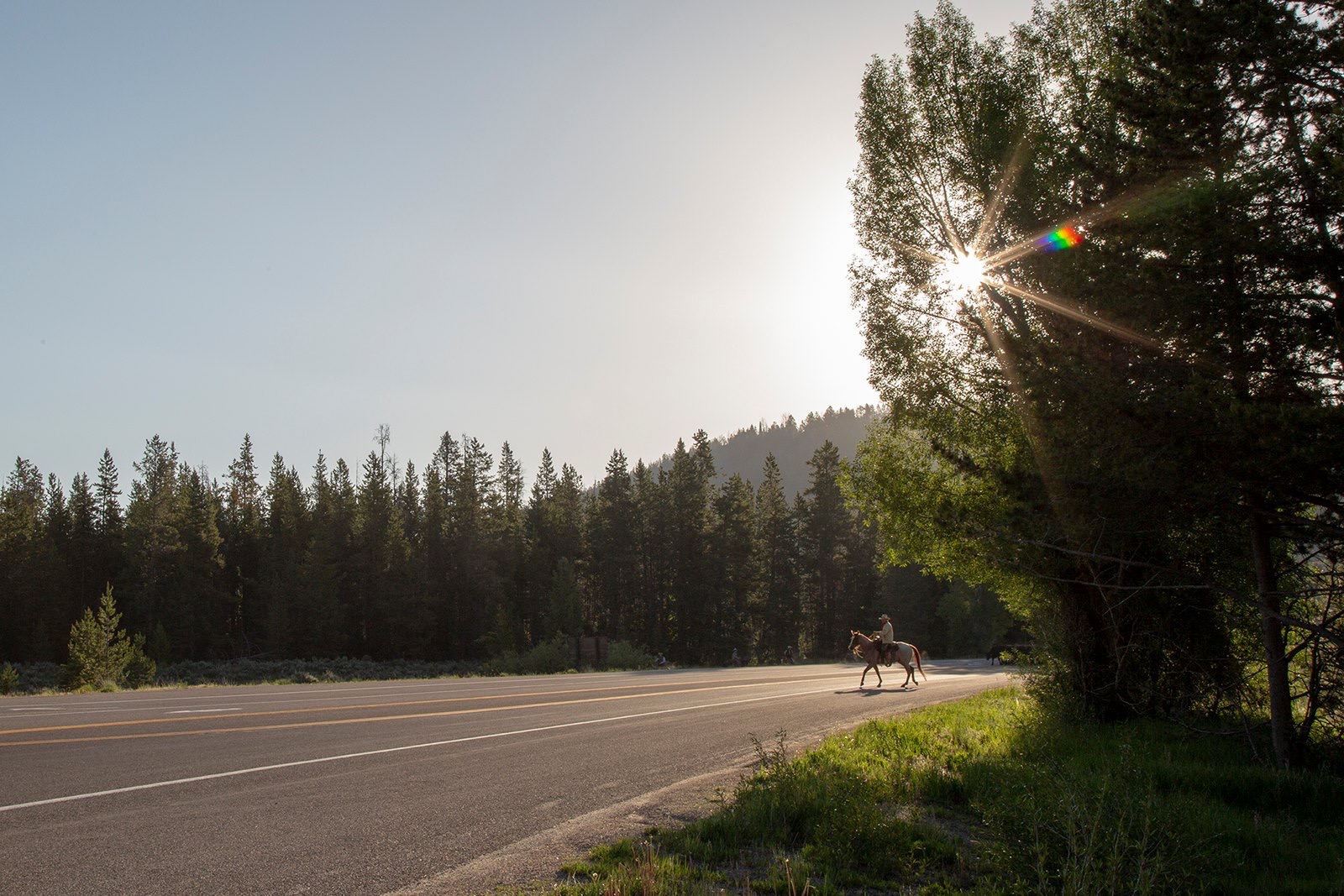 Annual cattle drive scheduled for Saturday in GTNP