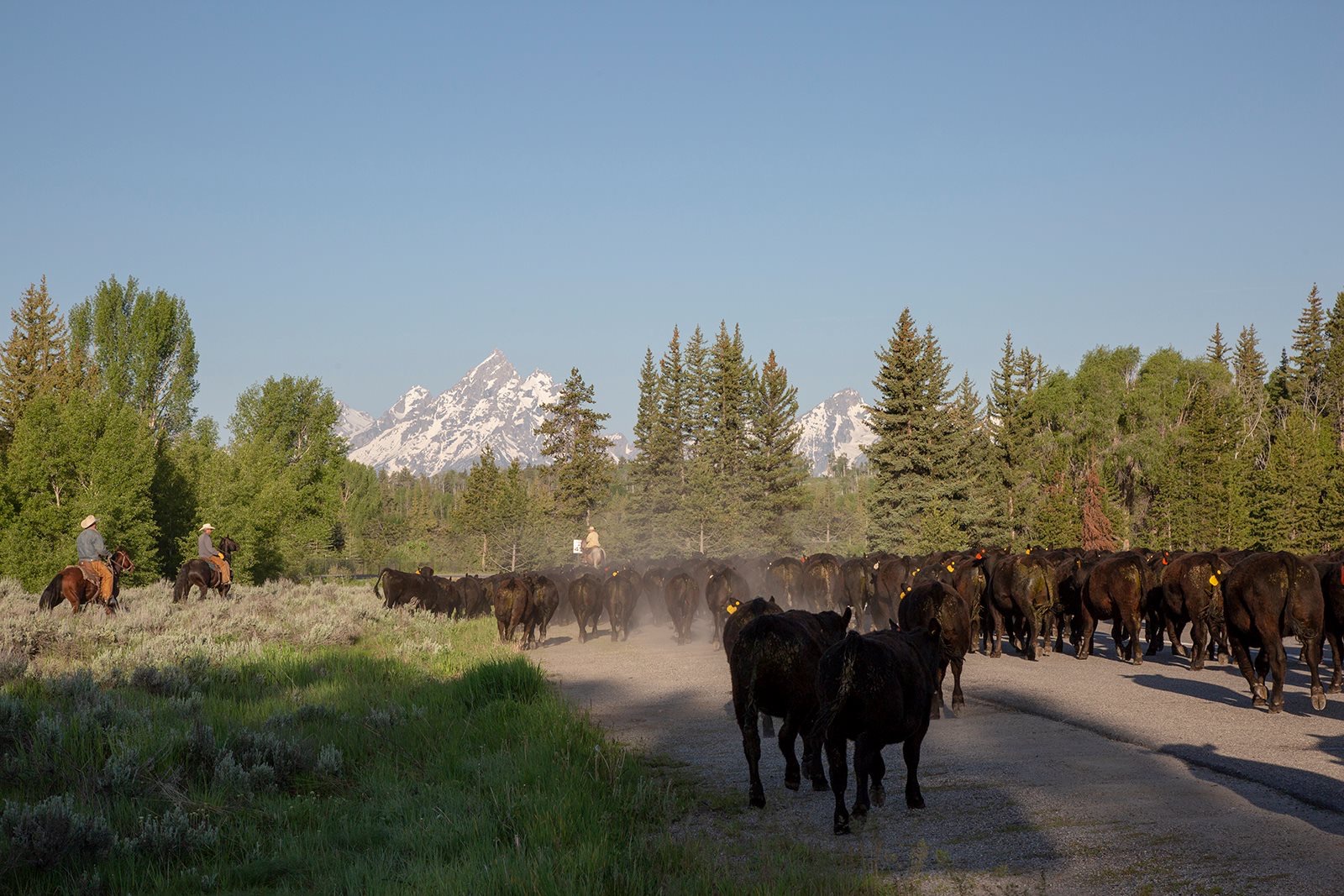 Annual cattle drive scheduled for Saturday in GTNP