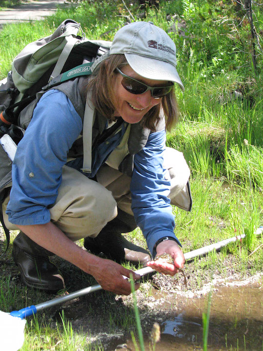 Toad Overload: Warts, witches and other amphibian observations