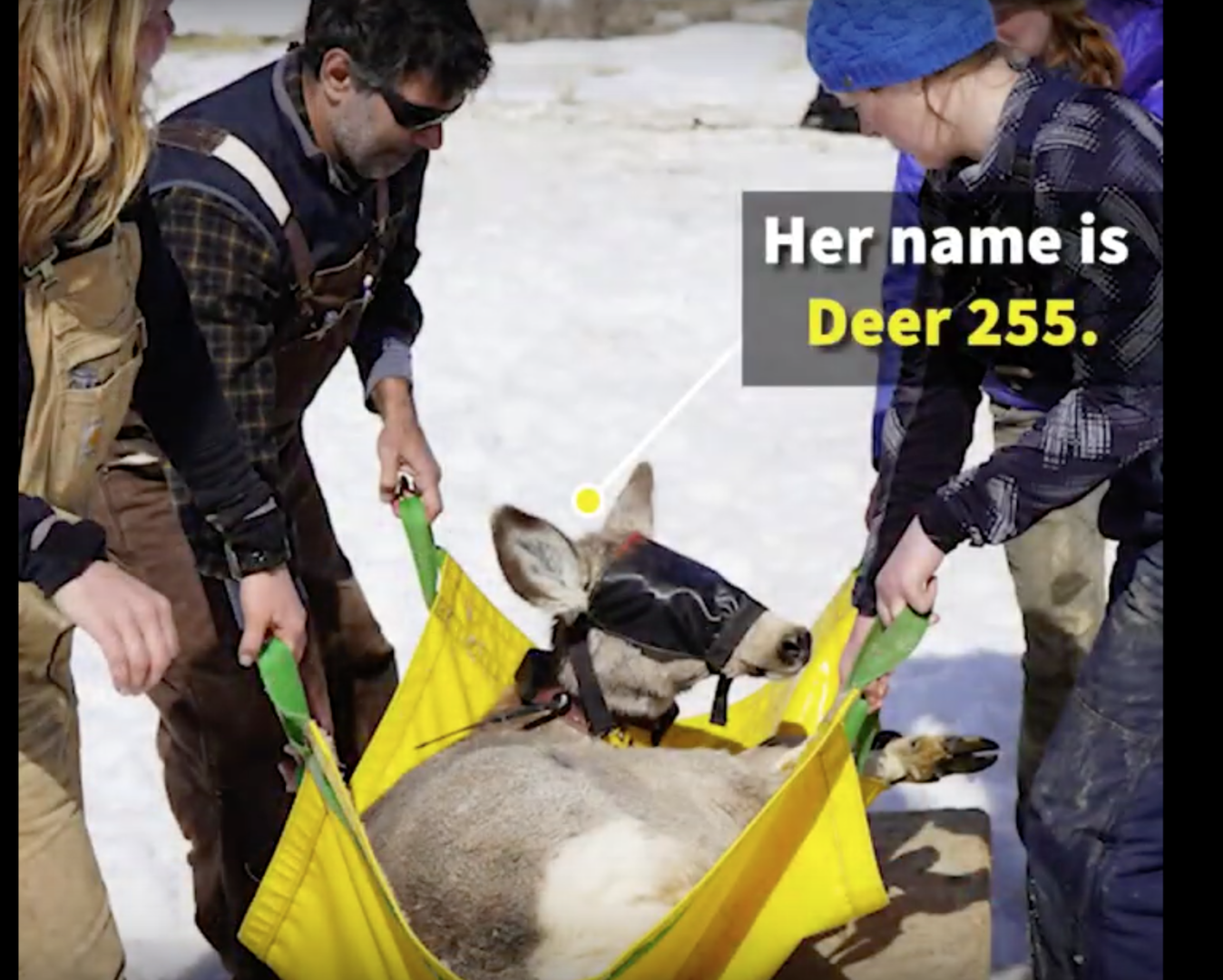 Astonishing mule deer again makes record migration journey