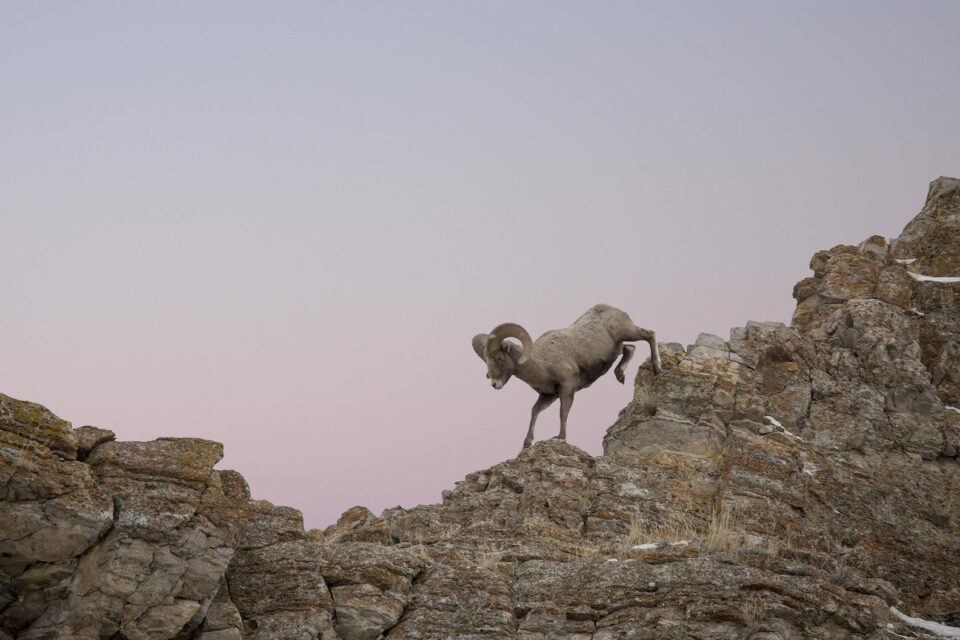 GTNP announces voluntary Bighorn Sheep winter zone closures