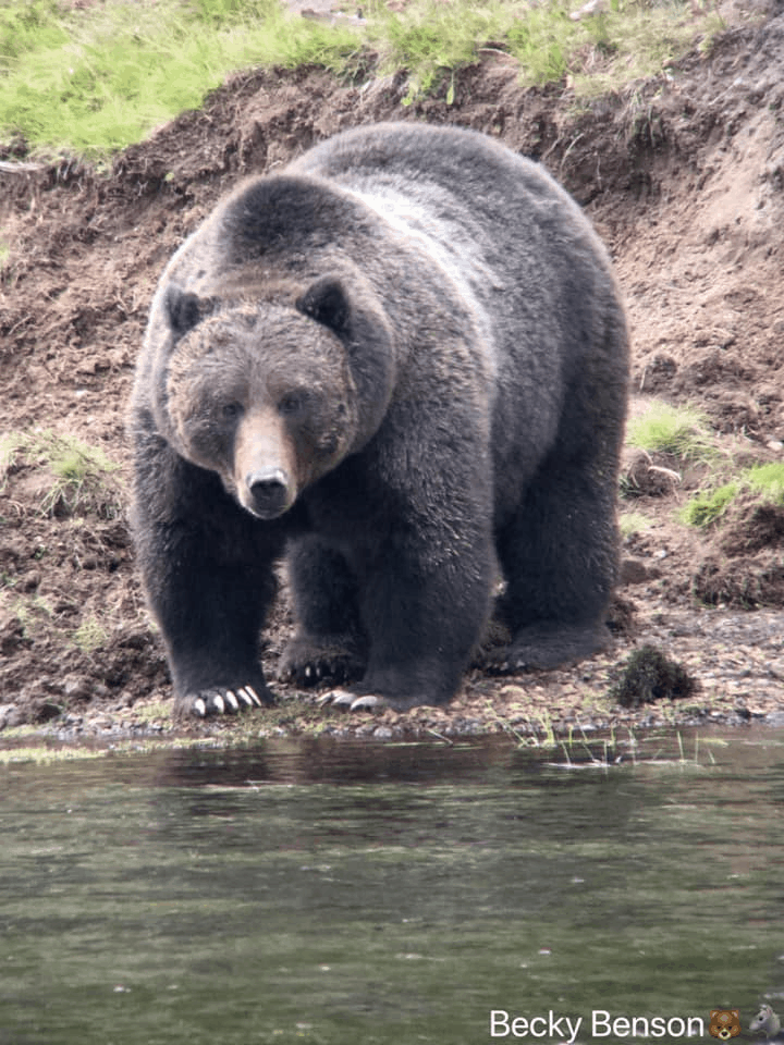 SNAPPED: Grizzly Bear takes down Bull Elk in Yellowstone NP