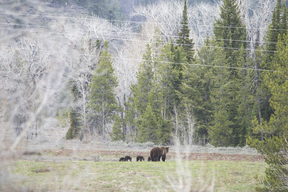 BREAKING: 399 on 390...Famous bear and her cubs TV Road...drive slowly ...