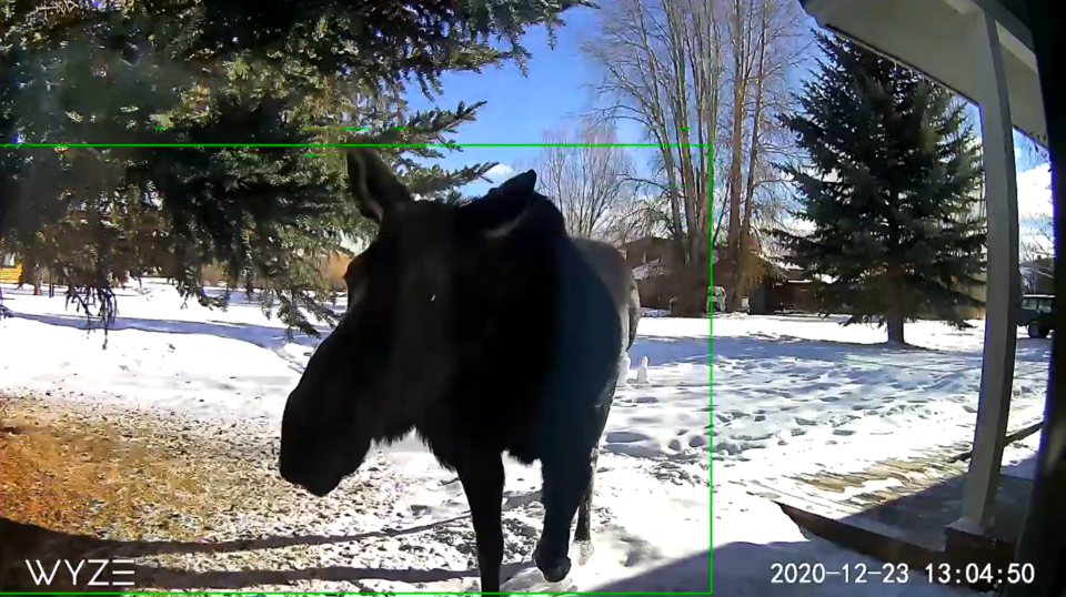 SNAPPED: Christmas Moose caught red handed on door cam