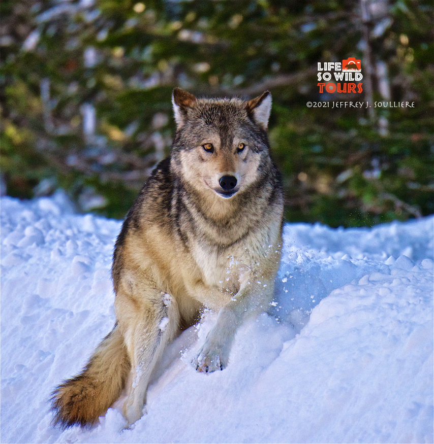 SNAPPED: Wolves make appearance in Grand Teton National Park
