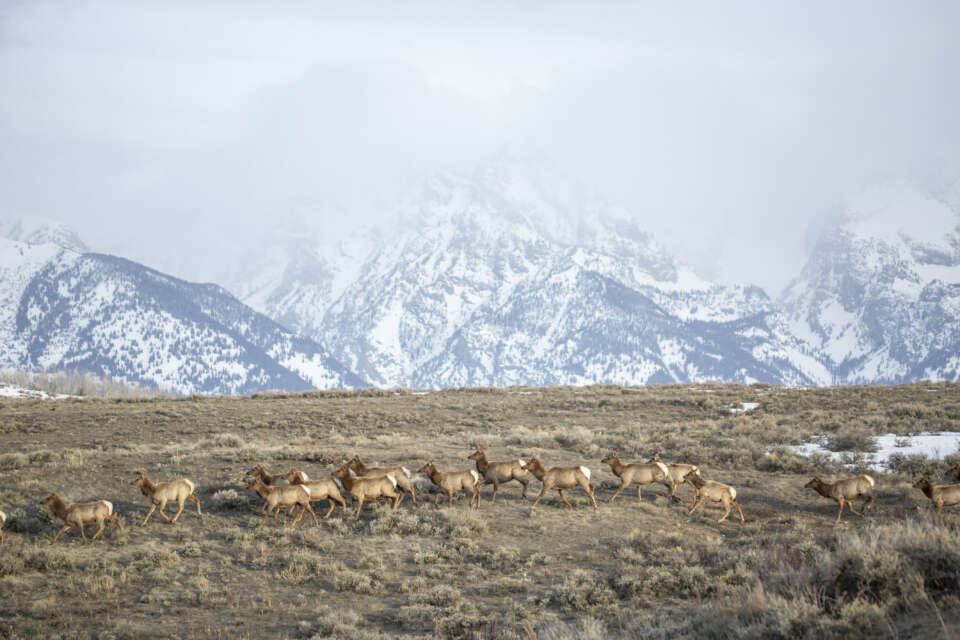 UW-Led research outlines big game migration conservation