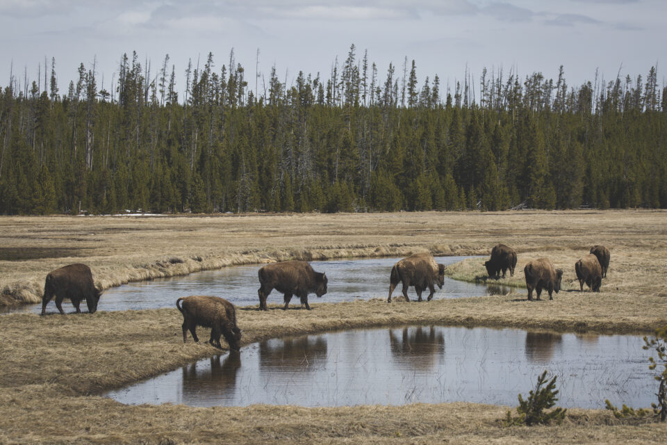 Yellowstone horseback day ride permit program continues for the fifth year