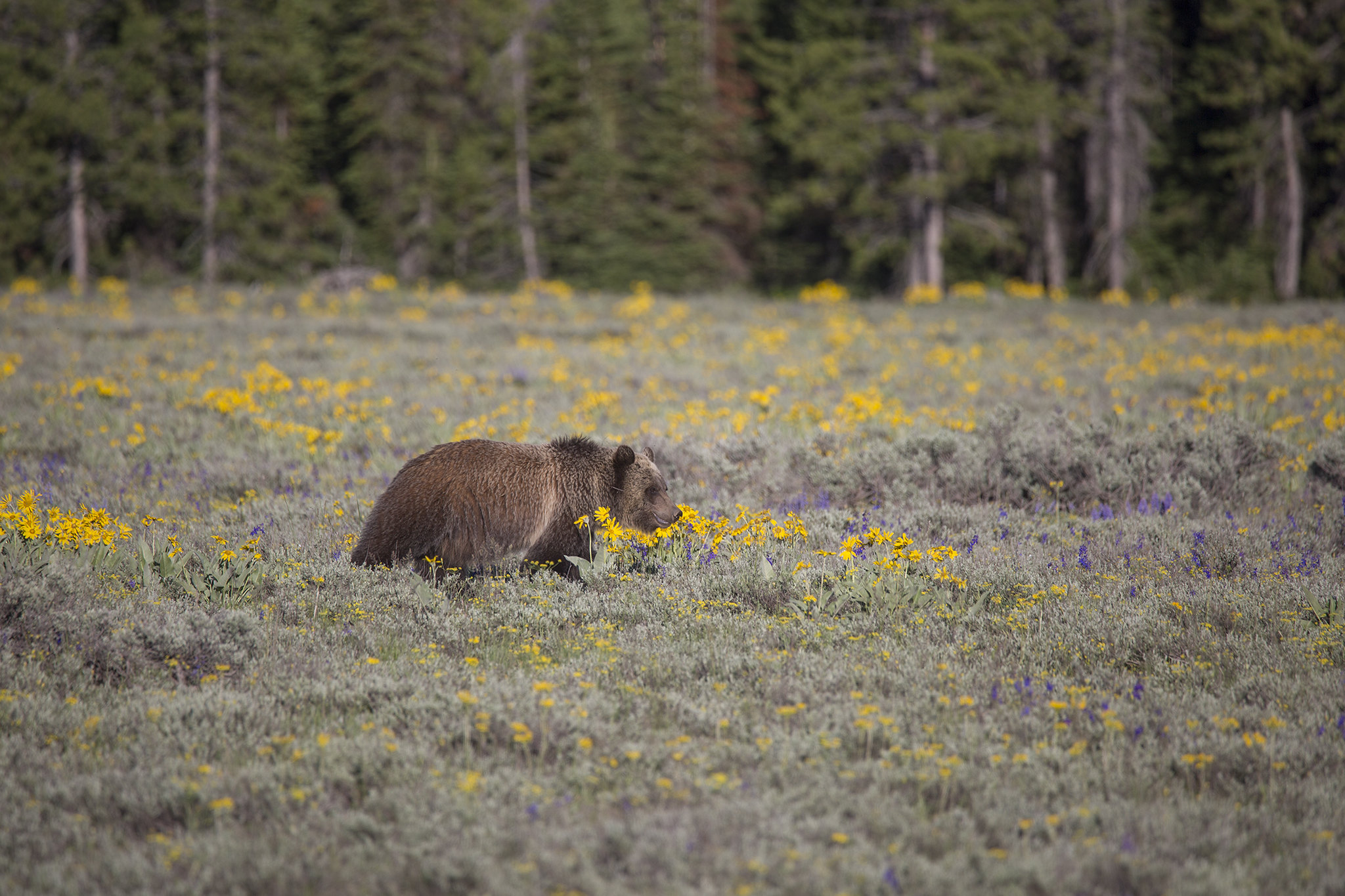 Tips on recreating in bear country