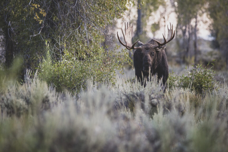 New report offers path for efforts to revive West's sagebrush ecosystem