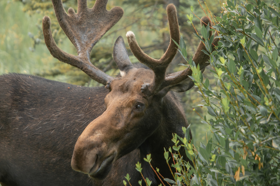 SNAPPED: Moose sports velvet antler rack