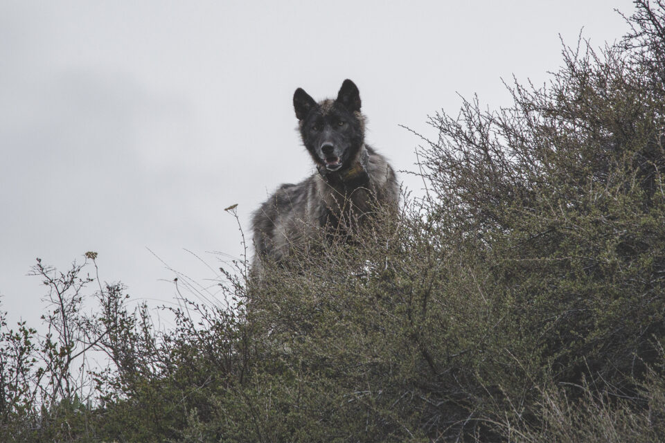 Fate of the northwest Colorado wolf pack remains a mystery
