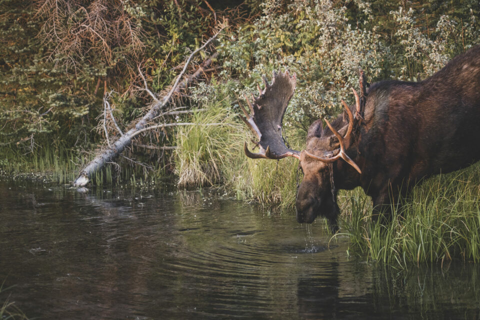 GTNP warns of bull moose danger during fall rut season