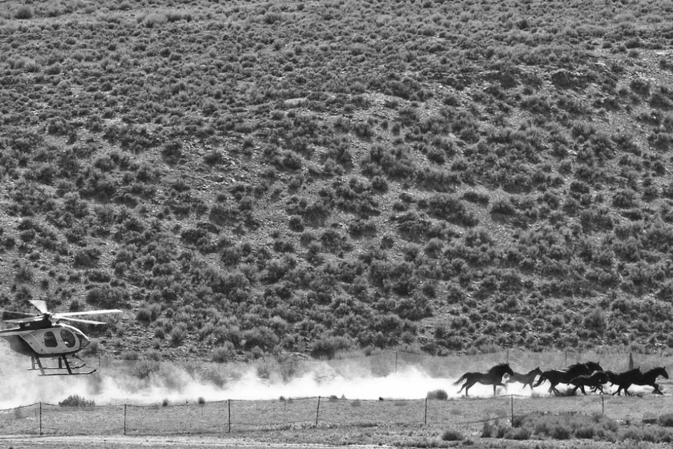 ‘Defiant Five’ win temporary freedom in wild horse roundup