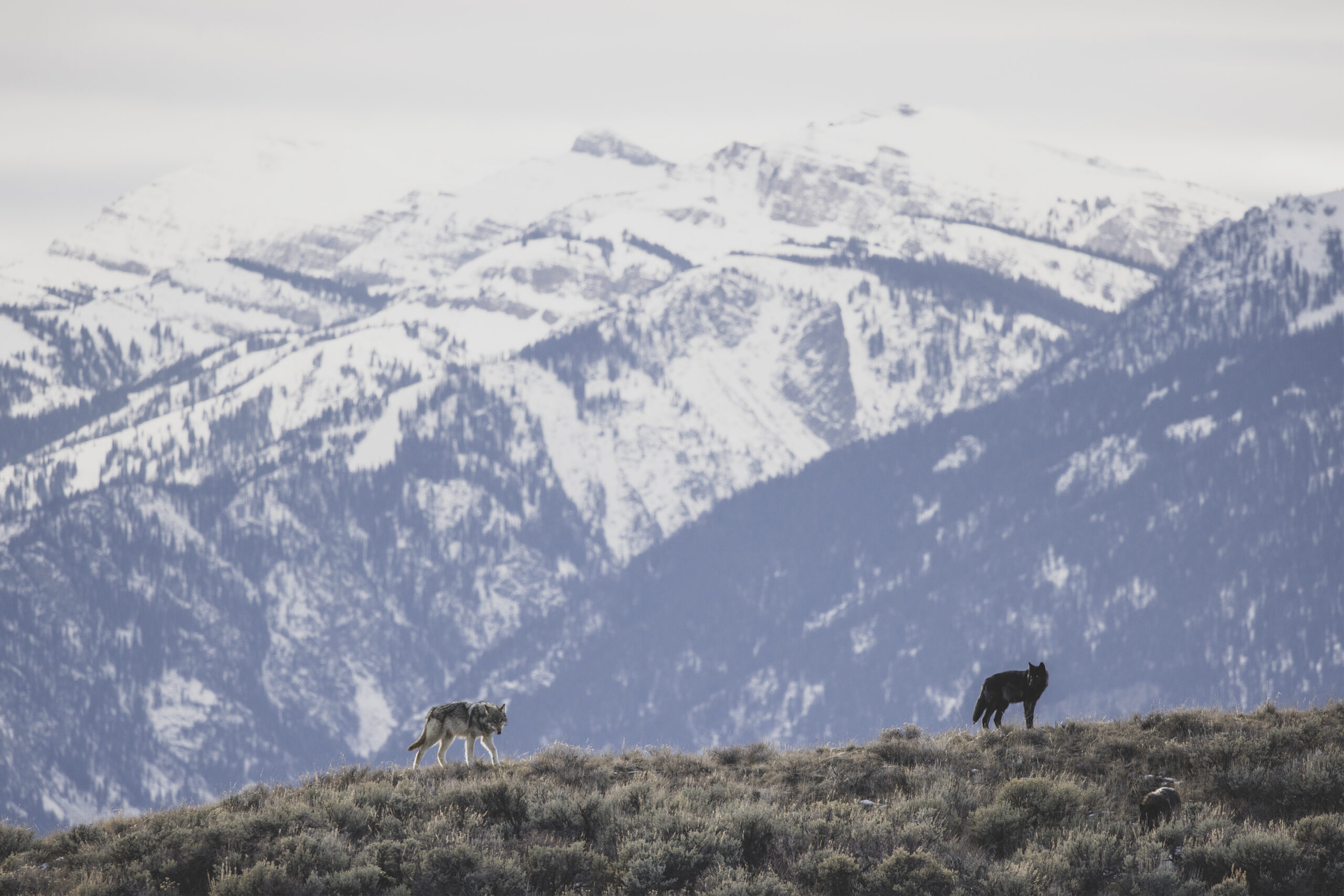 SNAPPED: Wolf pack sighting in Grand Teton