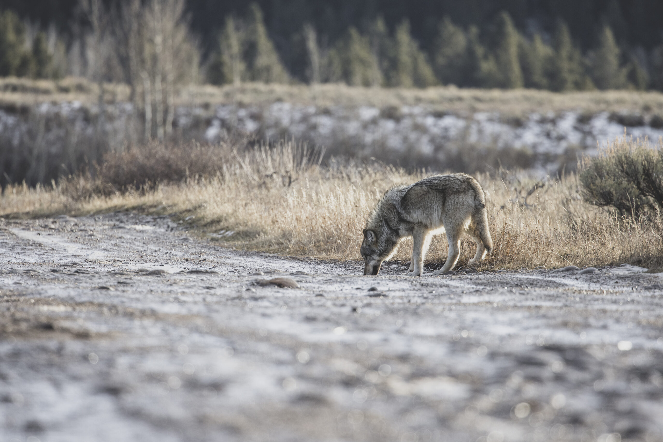 SNAPPED: Wolf pack sighting in Grand Teton