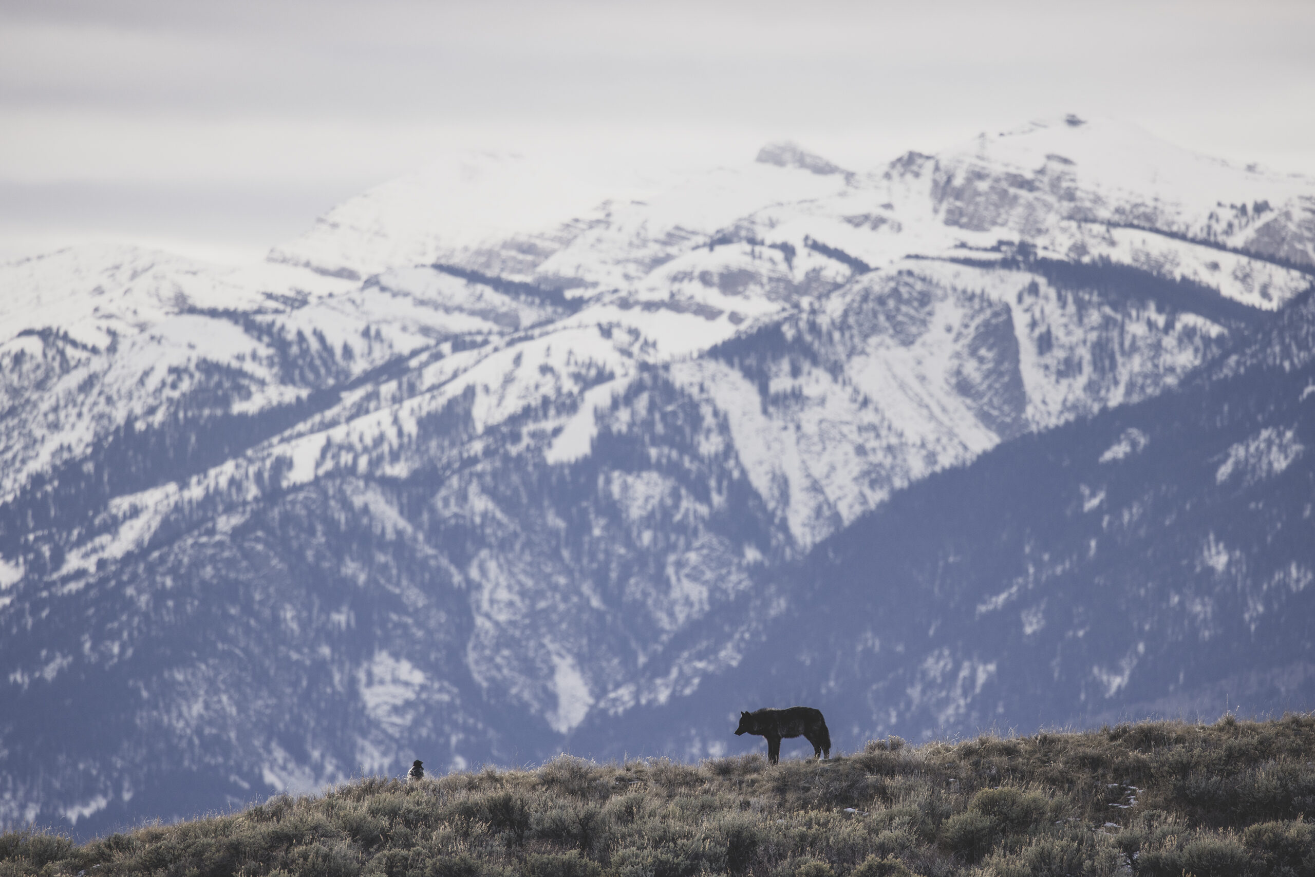 SNAPPED: Wolf pack sighting in Grand Teton