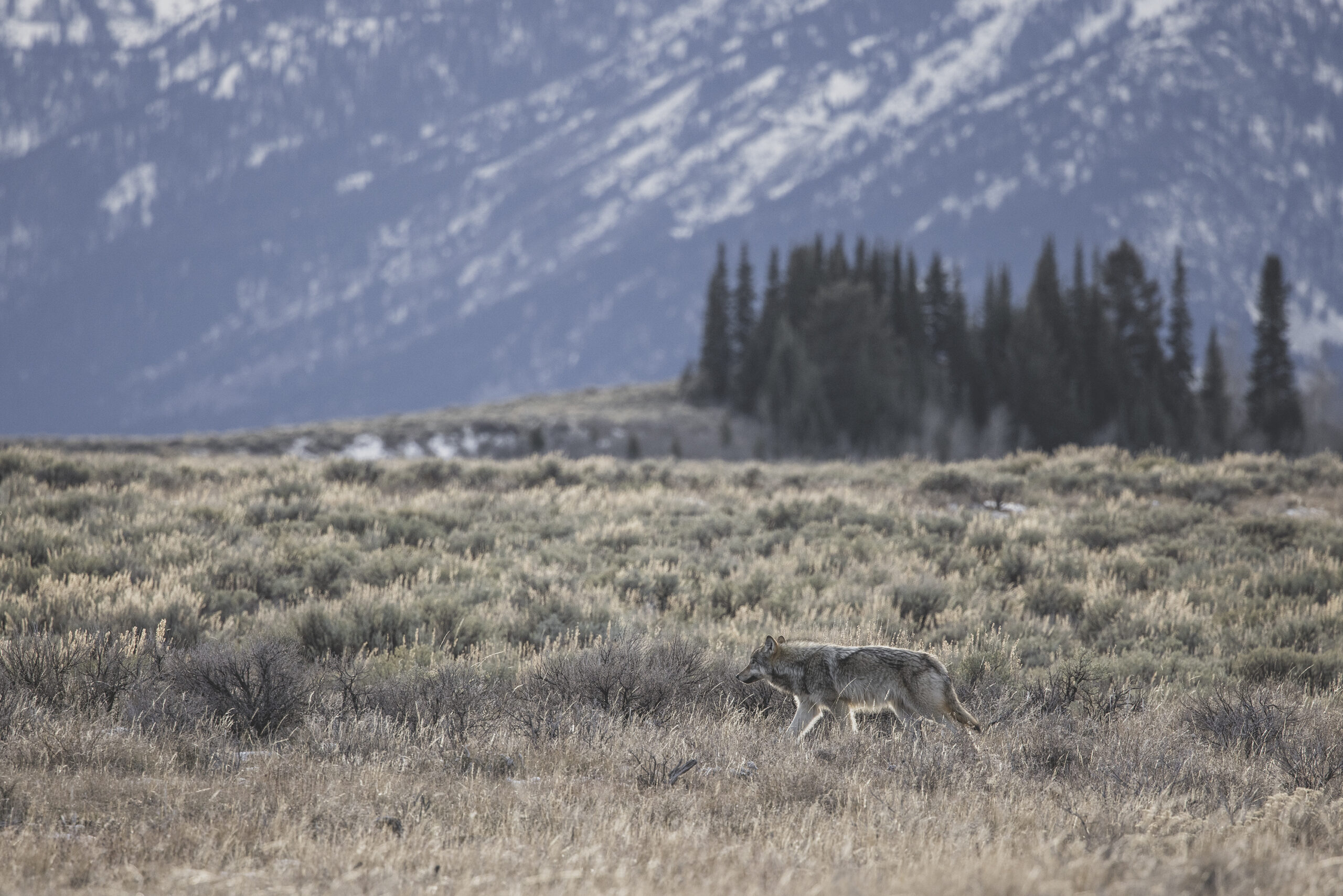 SNAPPED: Wolf pack sighting in Grand Teton