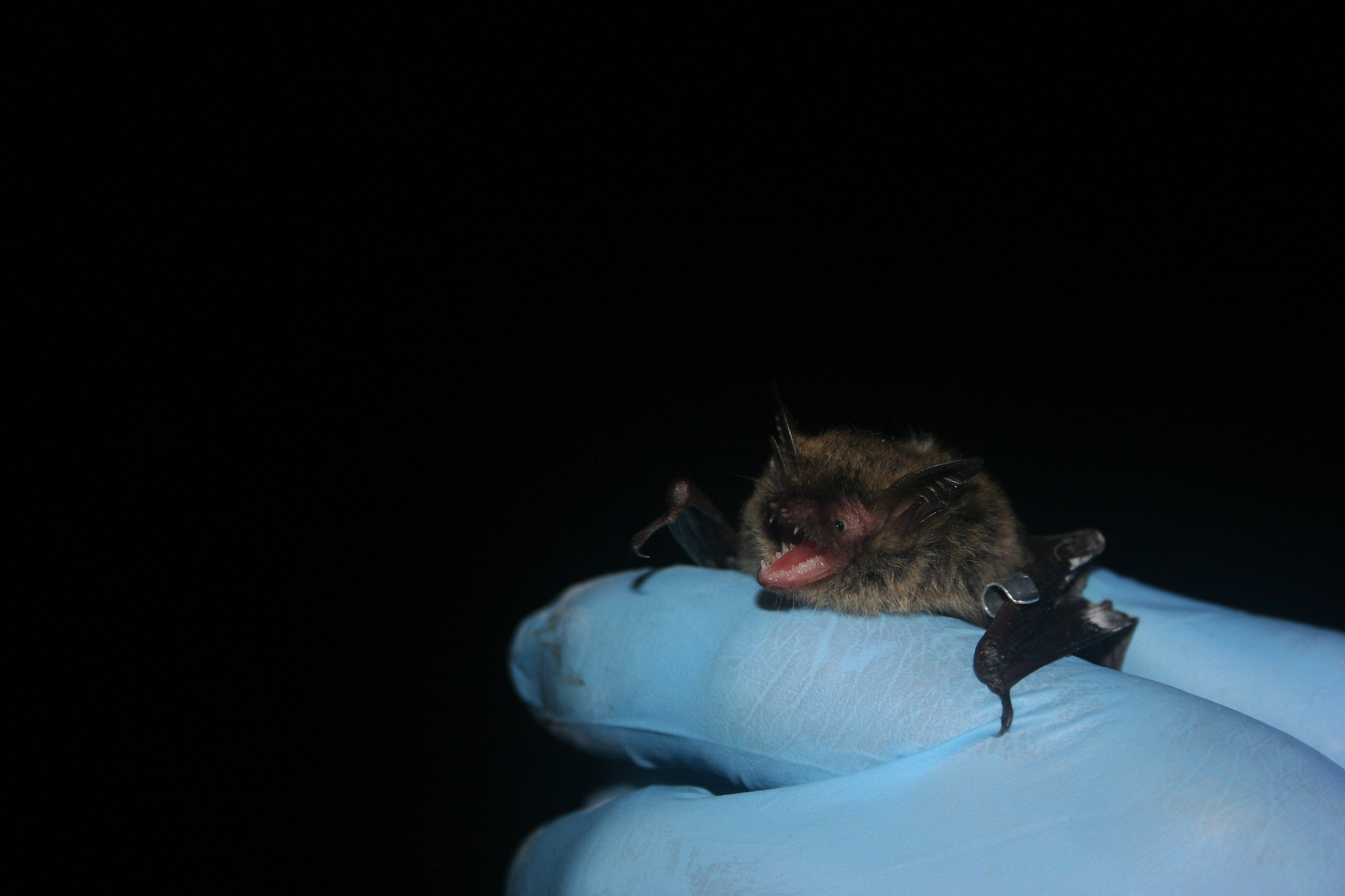 USFWS wants to list northern long-eared bat as endangered