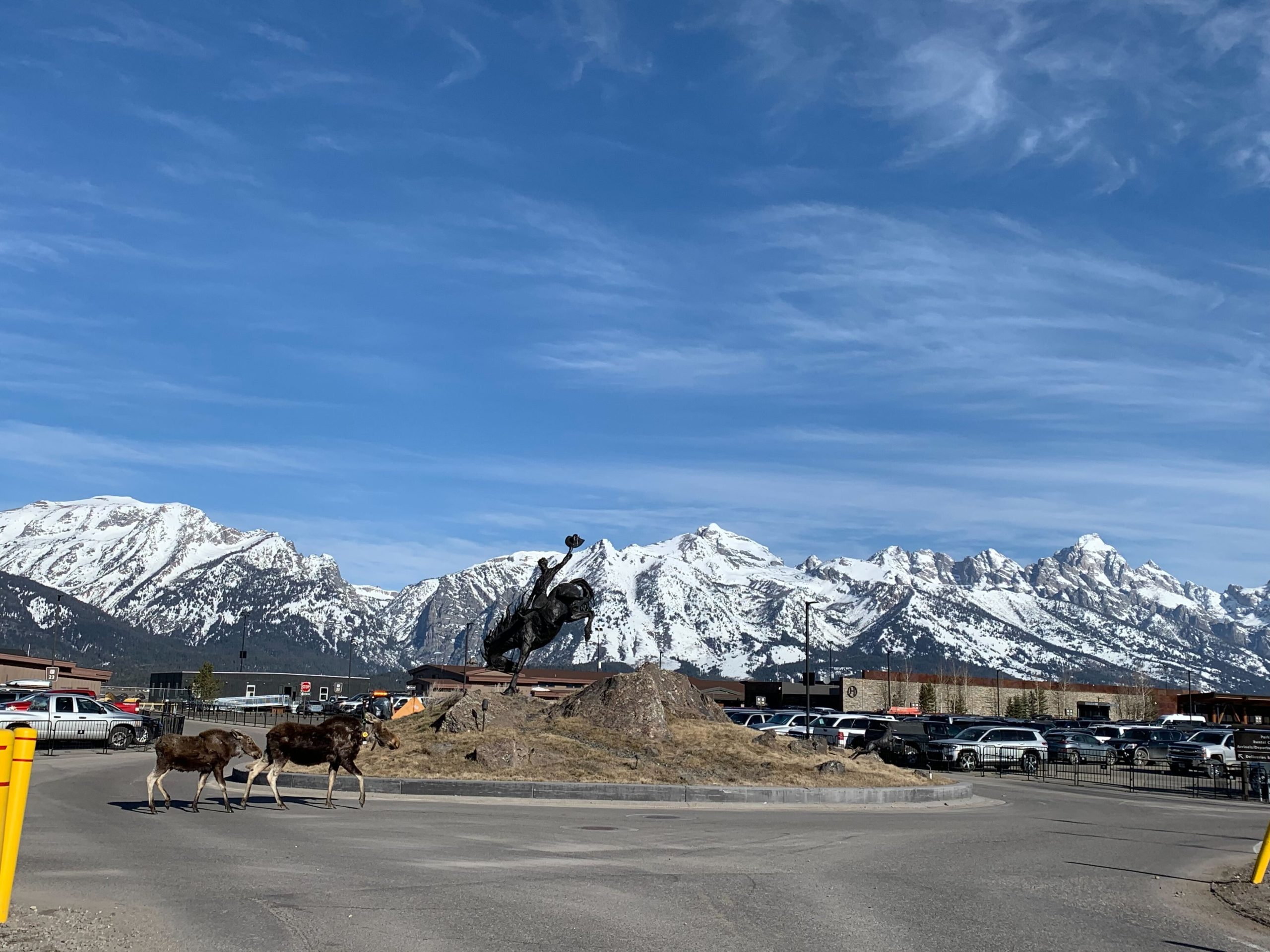 SNAPPED: Two moose catch a spring break flight