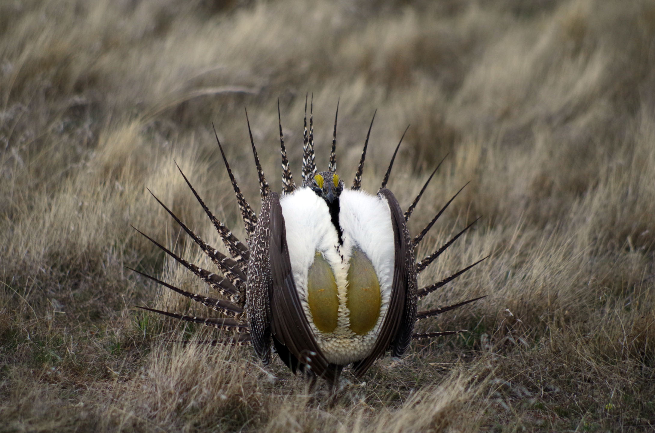 Park offers chance to watch sage grouse strut their stuff