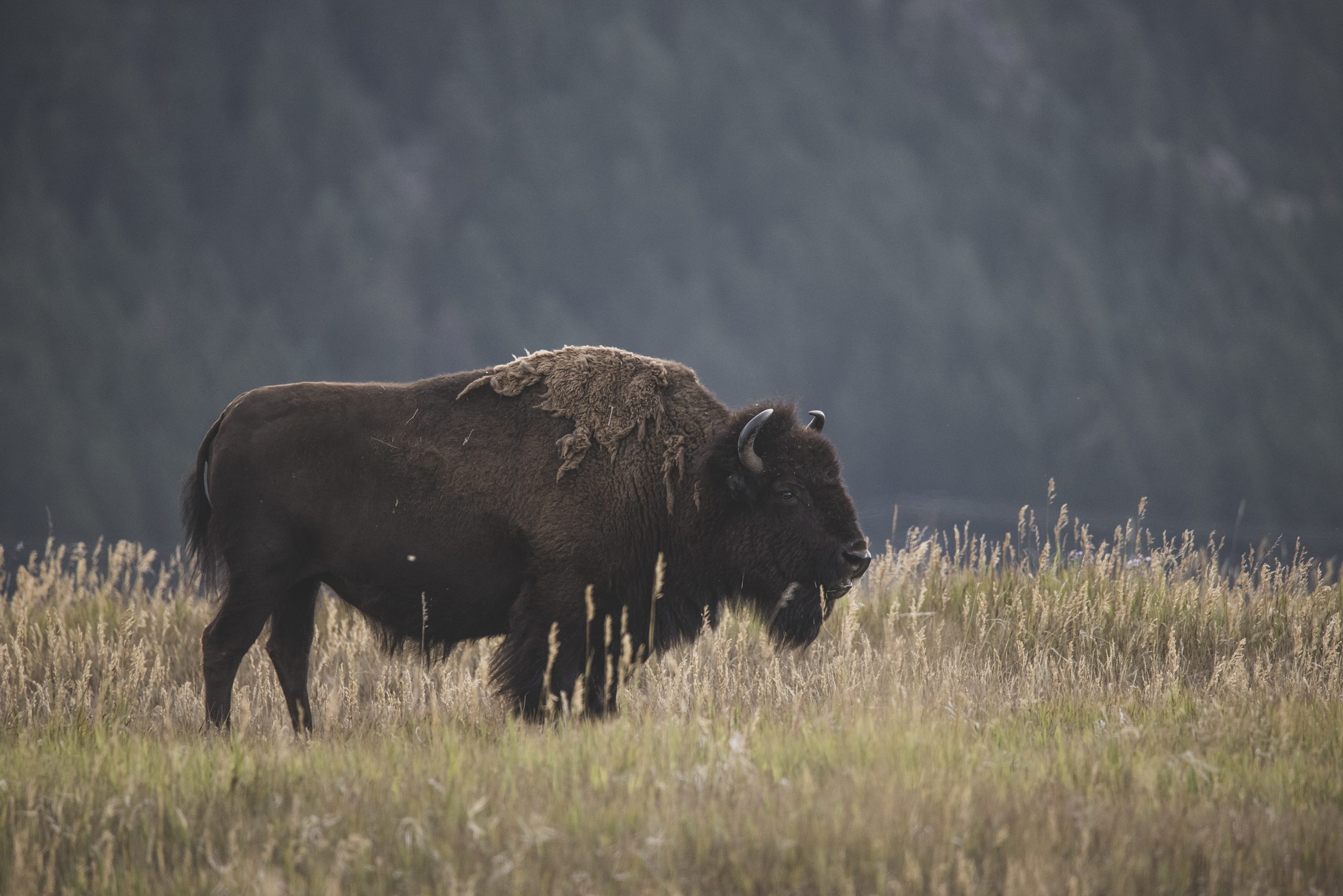 Bison gores Colorado man in Yellowstone