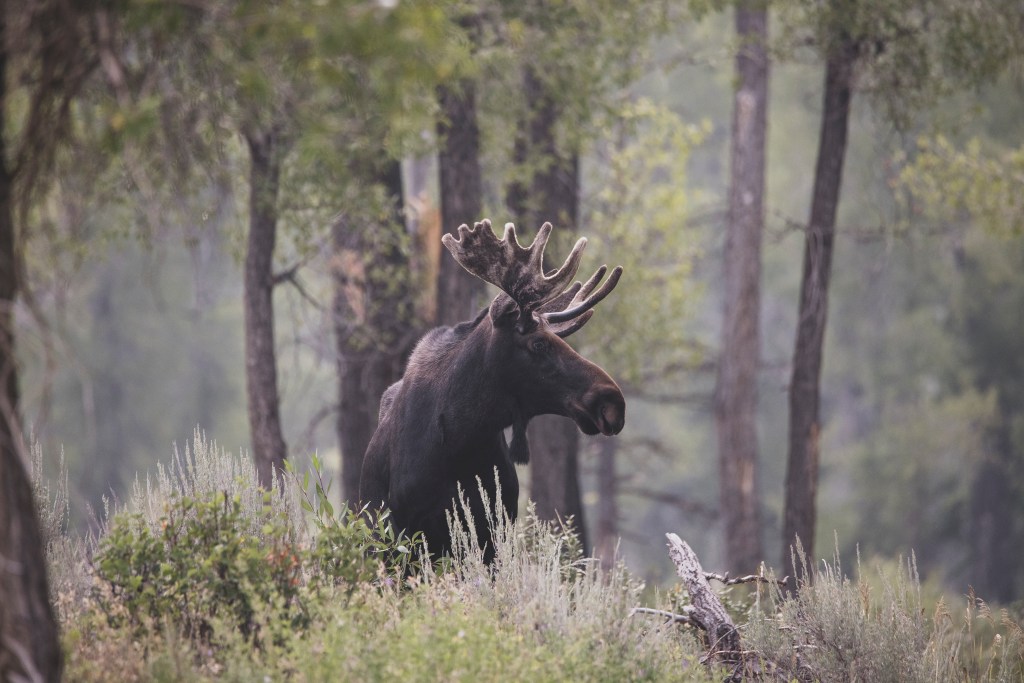 SNAPPED: Antler growing season