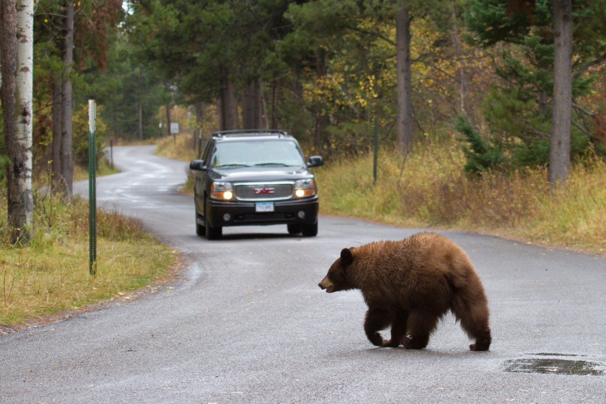 JH Wildlife Foundation releases vehicle collision report