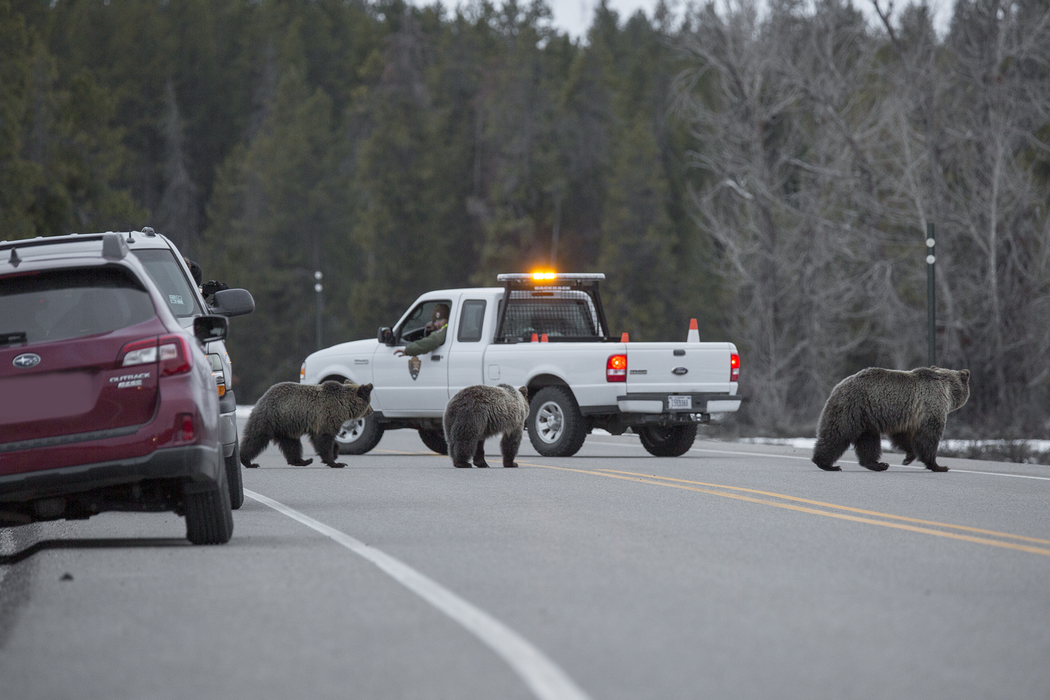 Local wildlife nonprofits collab to reduce wildlife collisions, conflicts