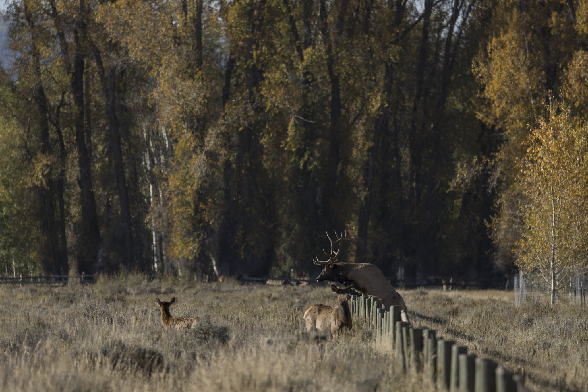 SNAPPED: Fall, the season of elk