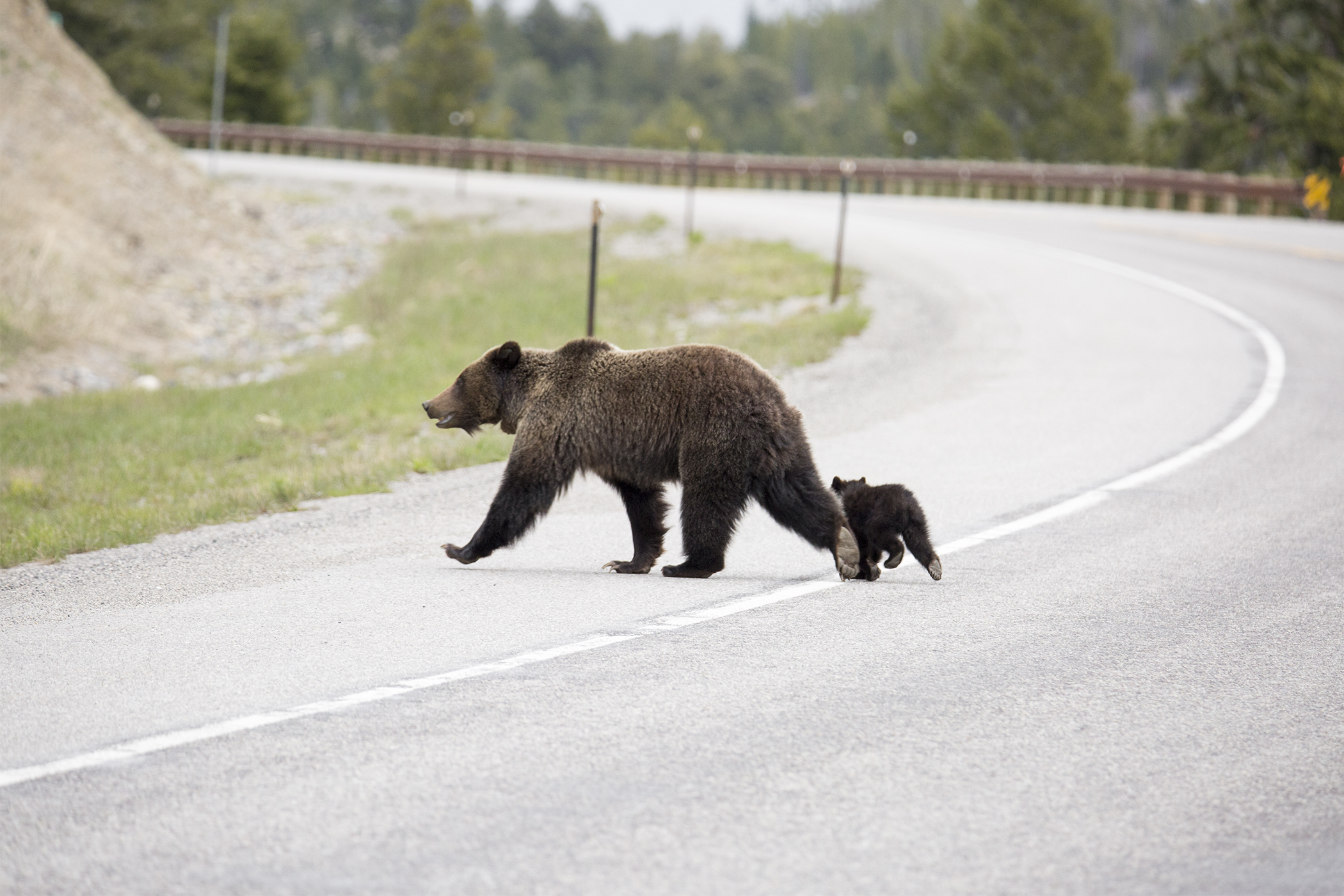 Wyo Nature Conservancy lays out problems, solutions for wildlife collisions
