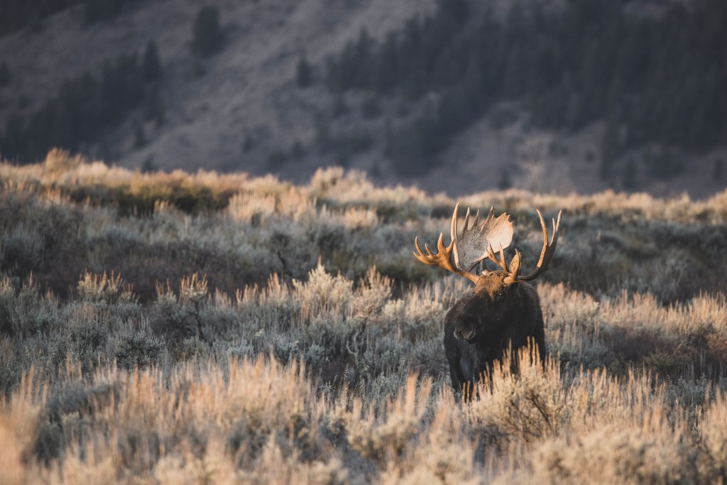 SNAPPED: National Moose Day