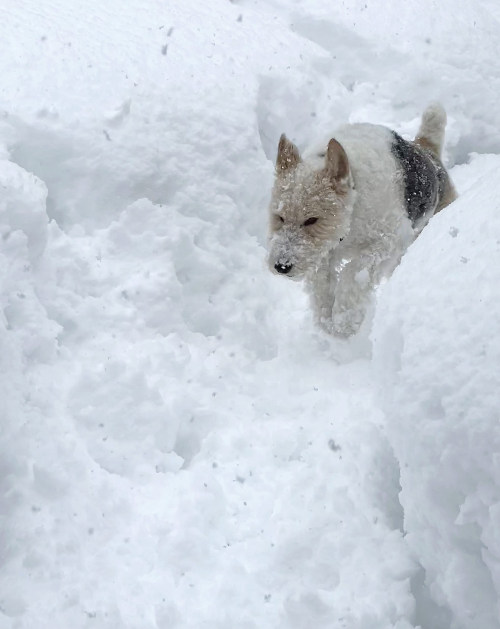 Powder Hounds Volume I