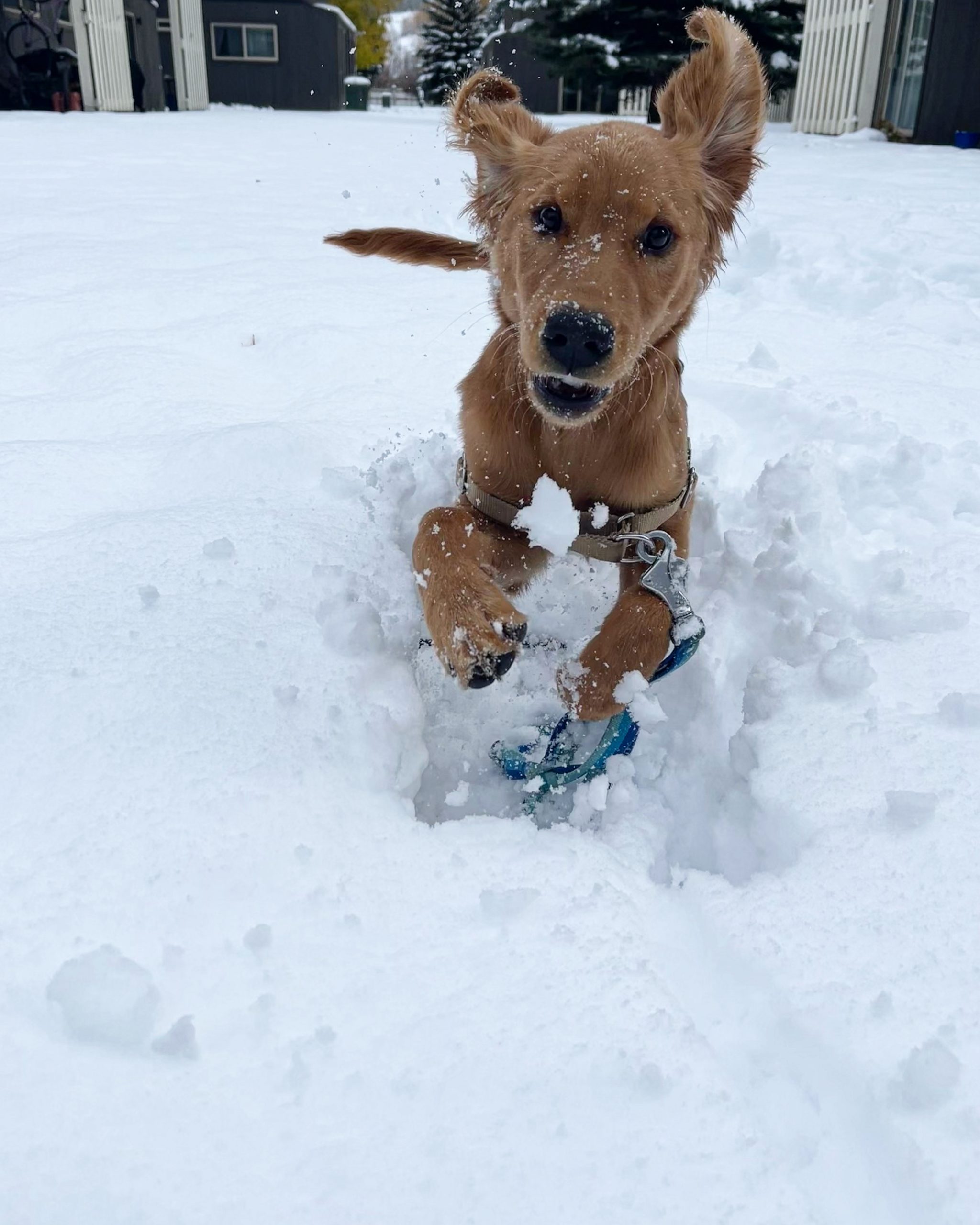 Powder Hounds Volume I