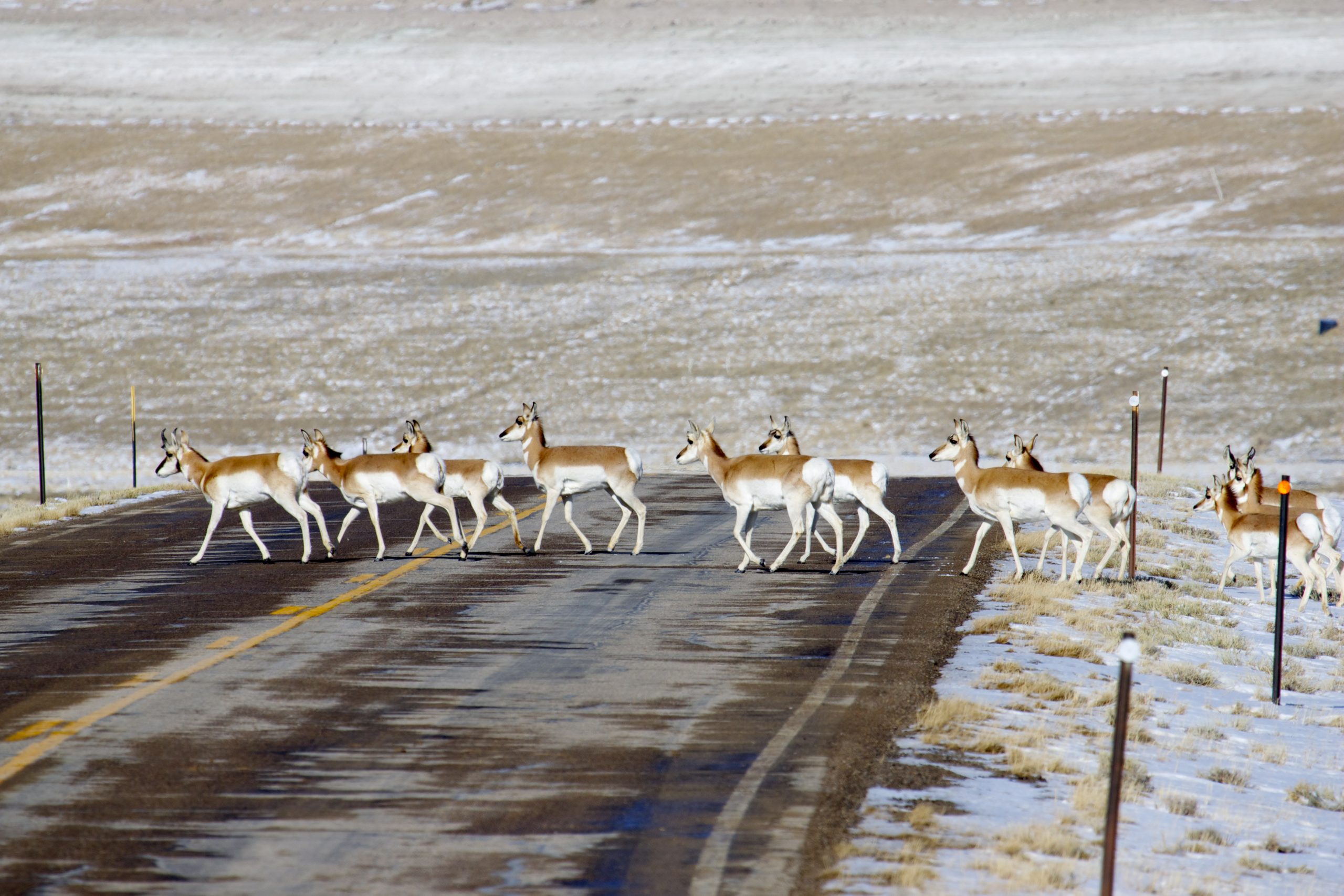 Game and Fish expects above-average winter mortality rate for some big game