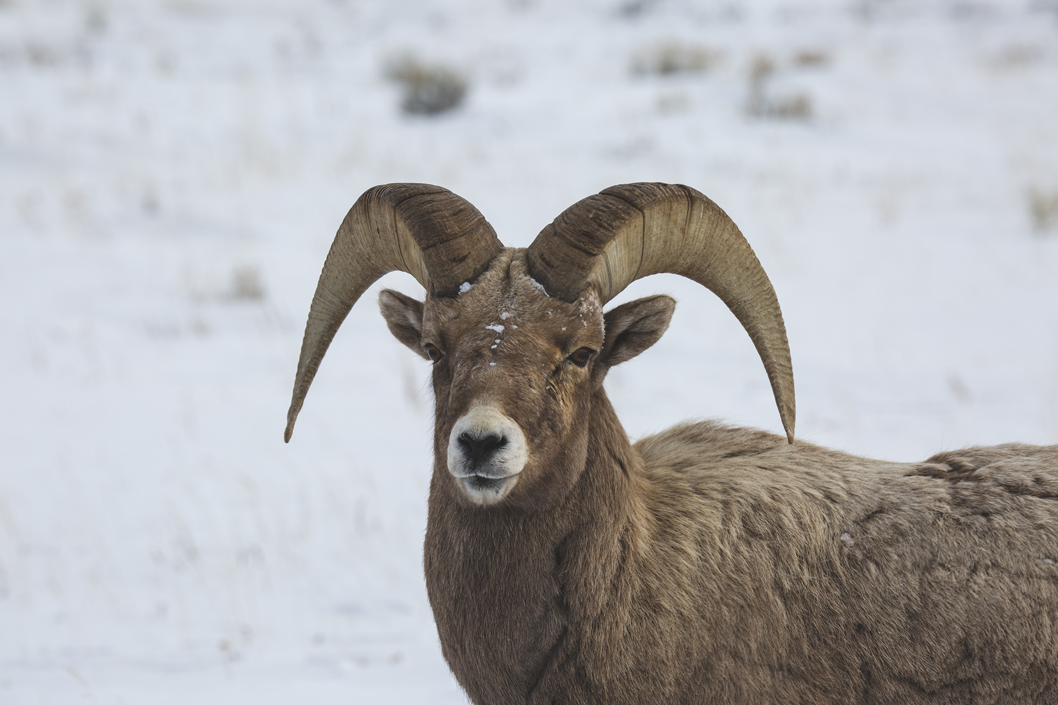 Fecal DNA provides non-invasive genetics approach to monitor bighorn sheep