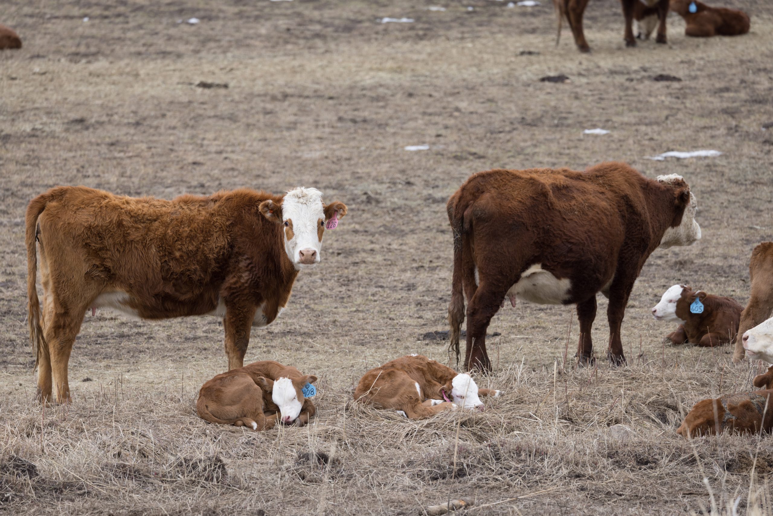 SNAPPED: Calving season underway at Lockhart Cattle