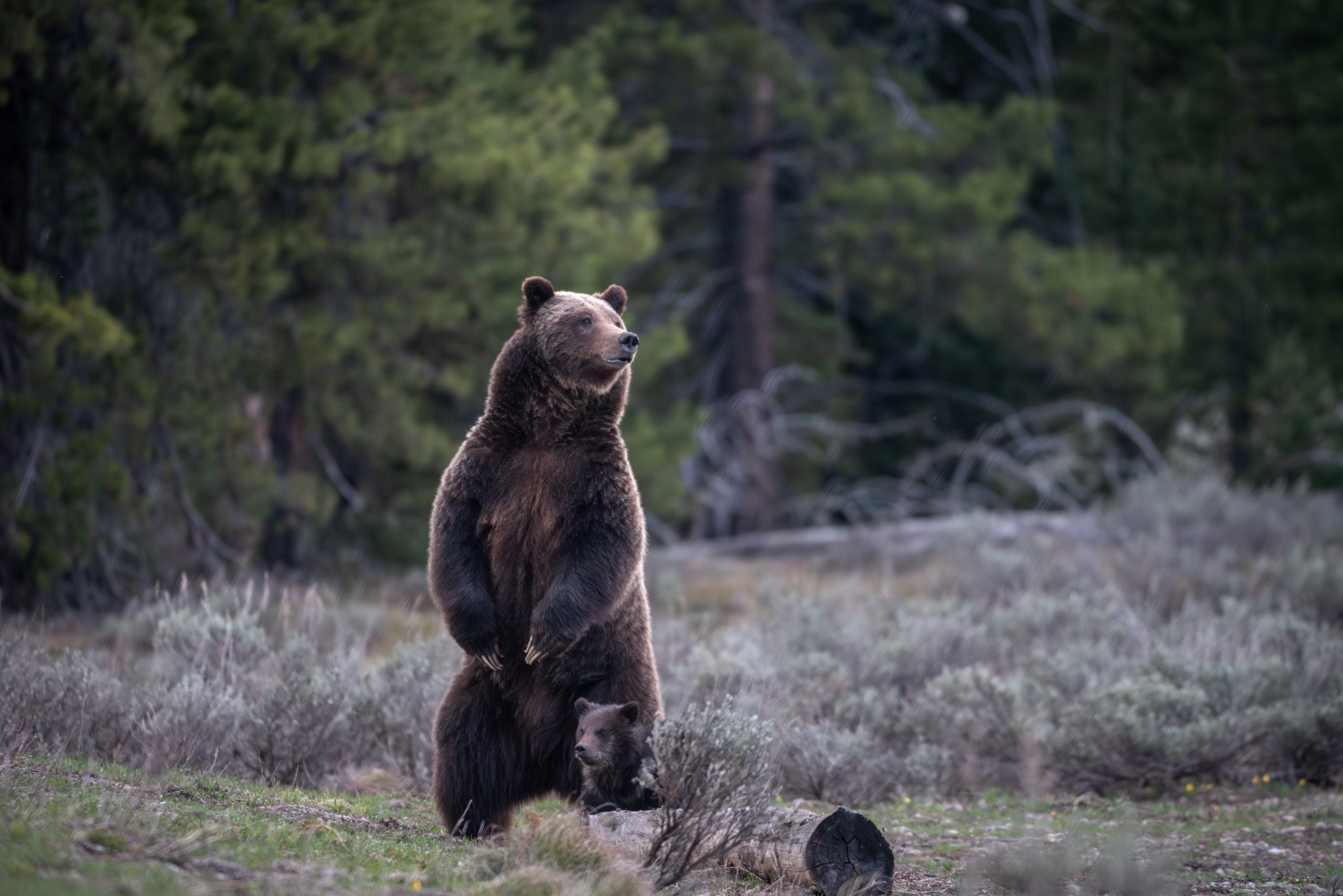 SNAPPED: 399 emerges as an 'ambassador' of her species