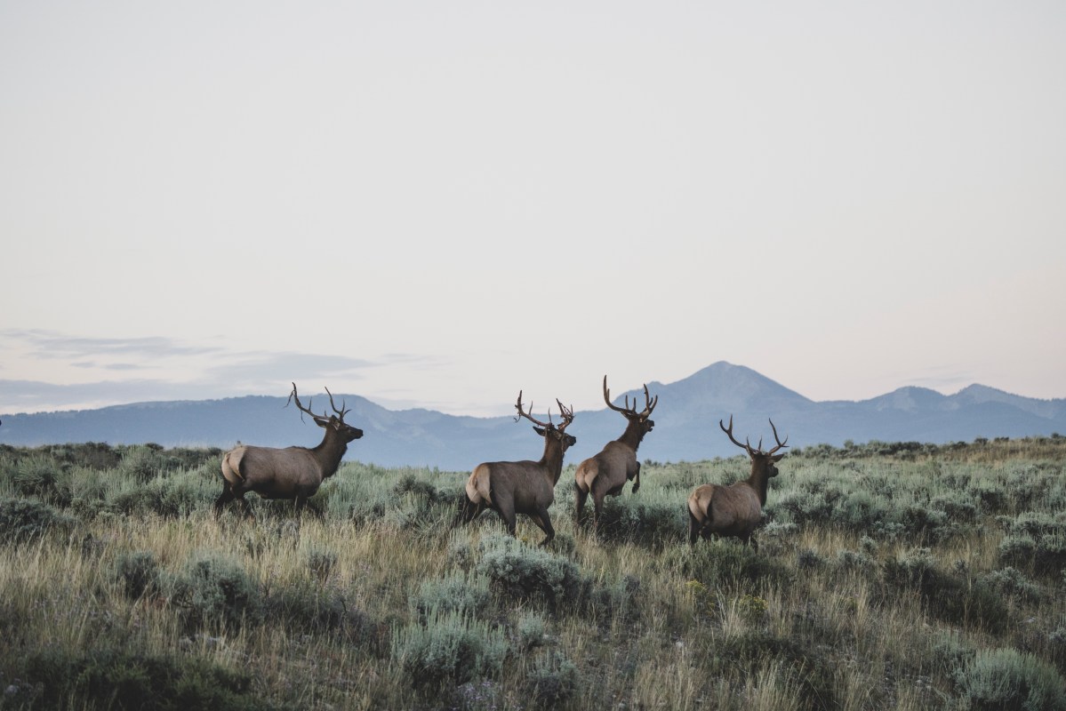 CWD positive test samples remain steady, says Game and Fish