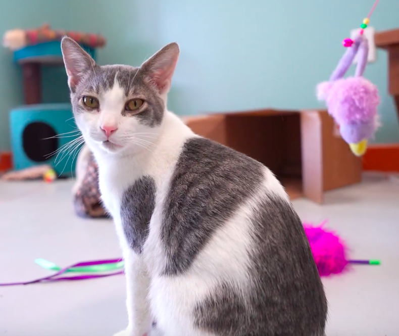 Pet of the Week: Meet Dopey and Sleepy