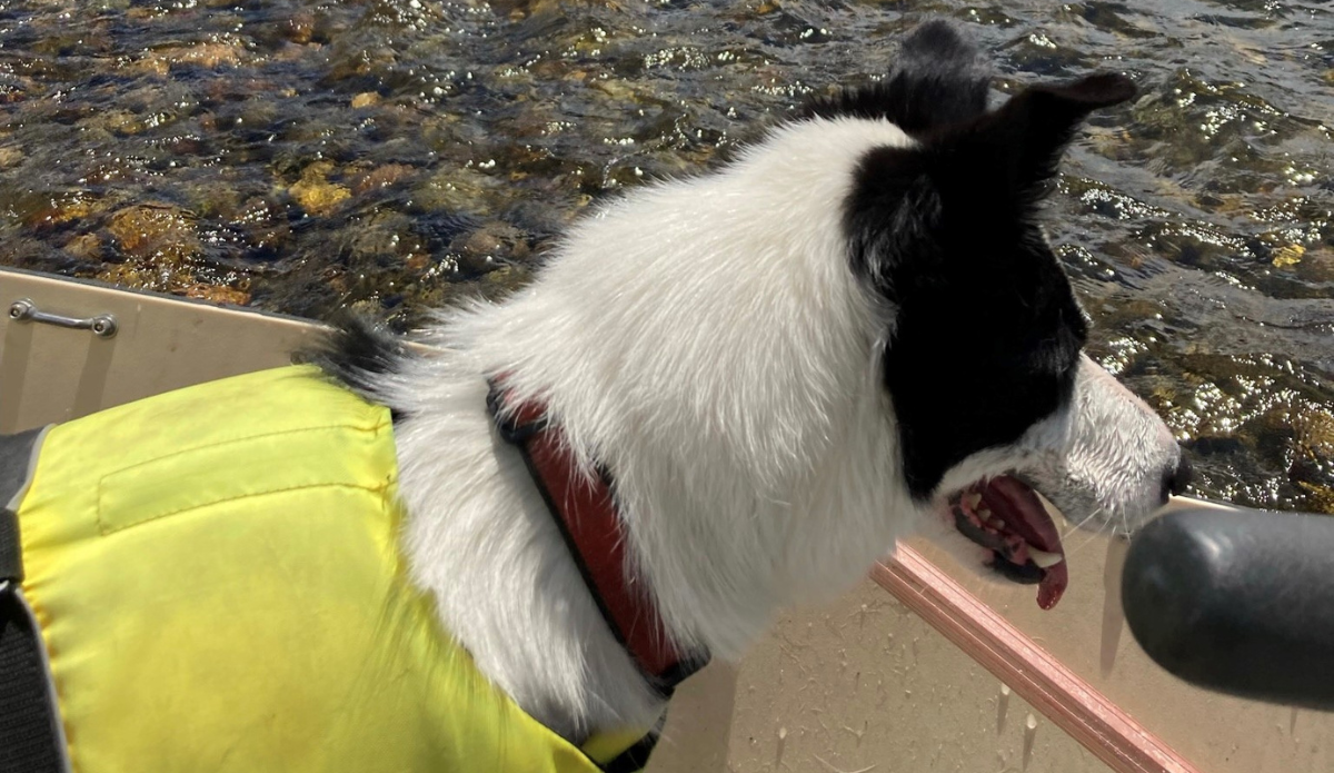 Dog rescued from overturned boat on Snake River's South Fork