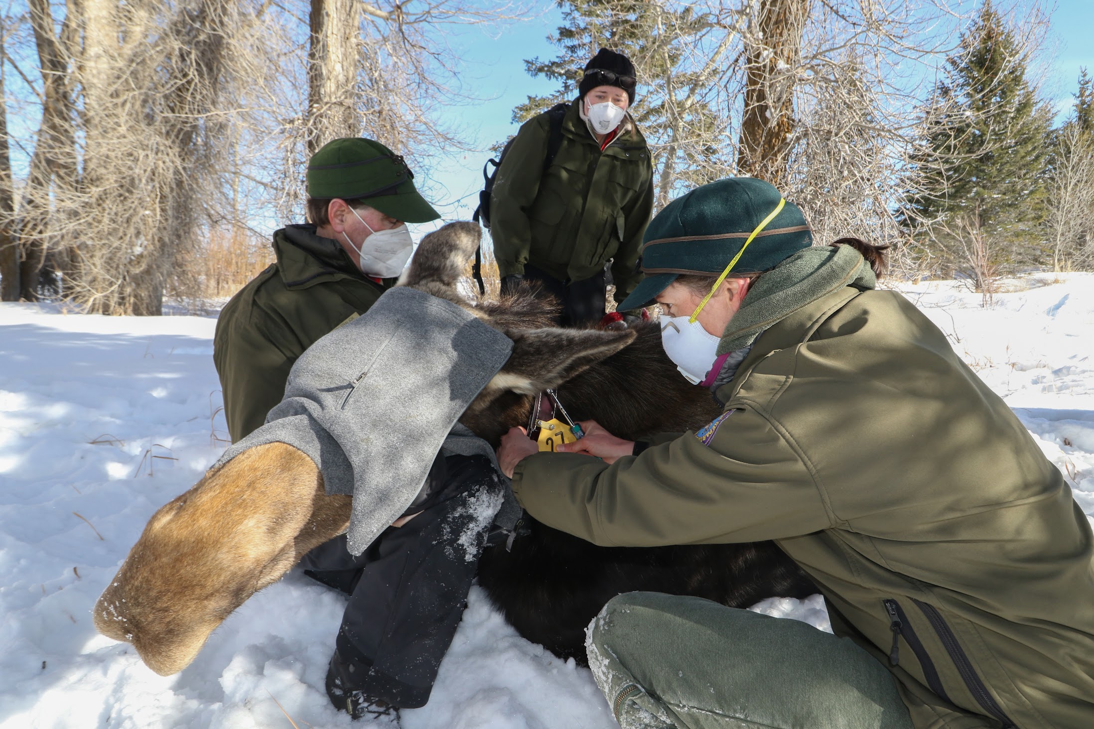 Collared moose program shows summer population split, no vehicle collisions
