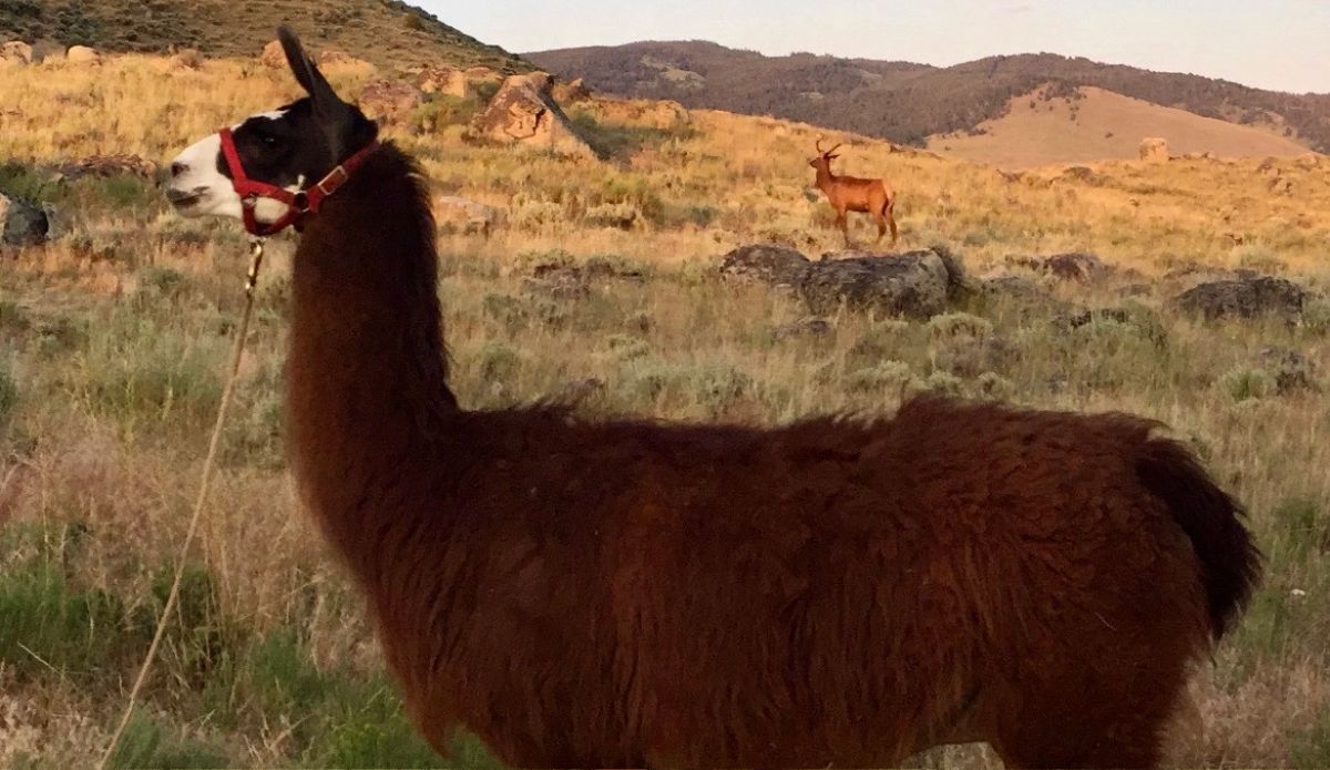 Missing llama found in Yellowstone